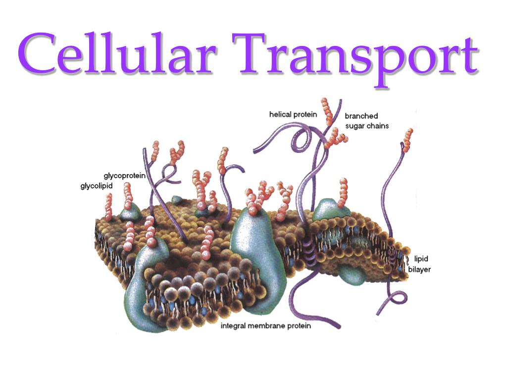 PPT - Cellular Transport PowerPoint Presentation, free download - ID ...