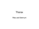 PPT - Thorax PowerPoint Presentation, free download - ID:963761