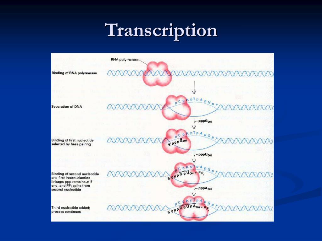 PPT - Transcription PowerPoint Presentation, free download - ID:6390275