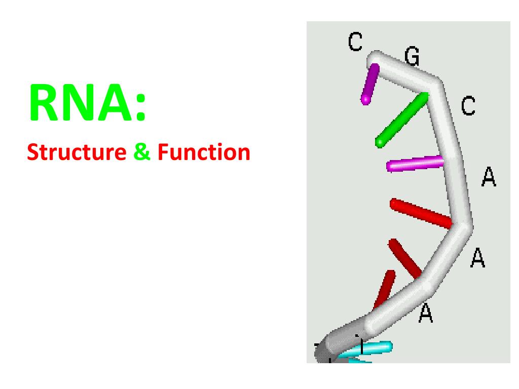 PPT - RNA: Structure & Function PowerPoint Presentation, free download ...