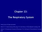 PPT - Chapter 23 Respiratory System PowerPoint Presentation, free ...