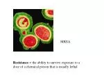PPT - MRSA PowerPoint Presentation, free download - ID:3098153