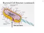 PPT - Bacterial Structure PowerPoint Presentation, free download - ID ...
