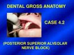 PPT - DENTAL ANATOMY PowerPoint Presentation, free download - ID:249764