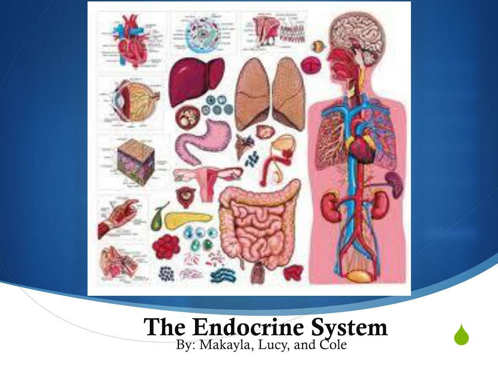 PPT - The Endocrine System PowerPoint Presentation, free download - ID ...