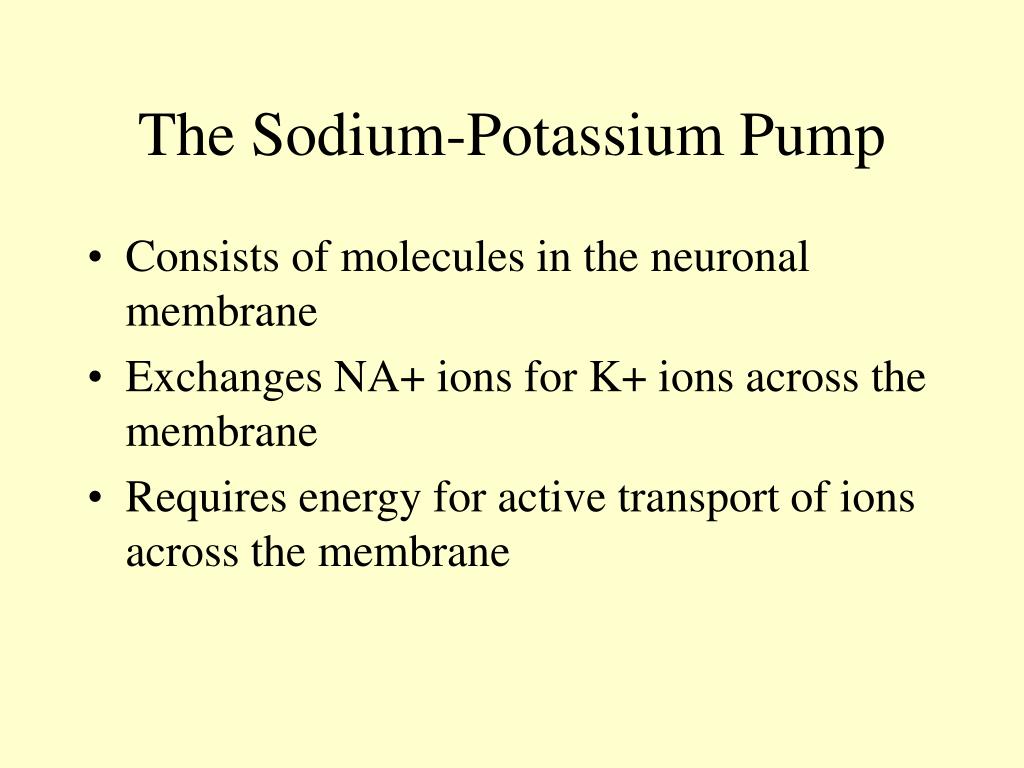 PPT - The Sodium-Potassium Pump PowerPoint Presentation, free download ...