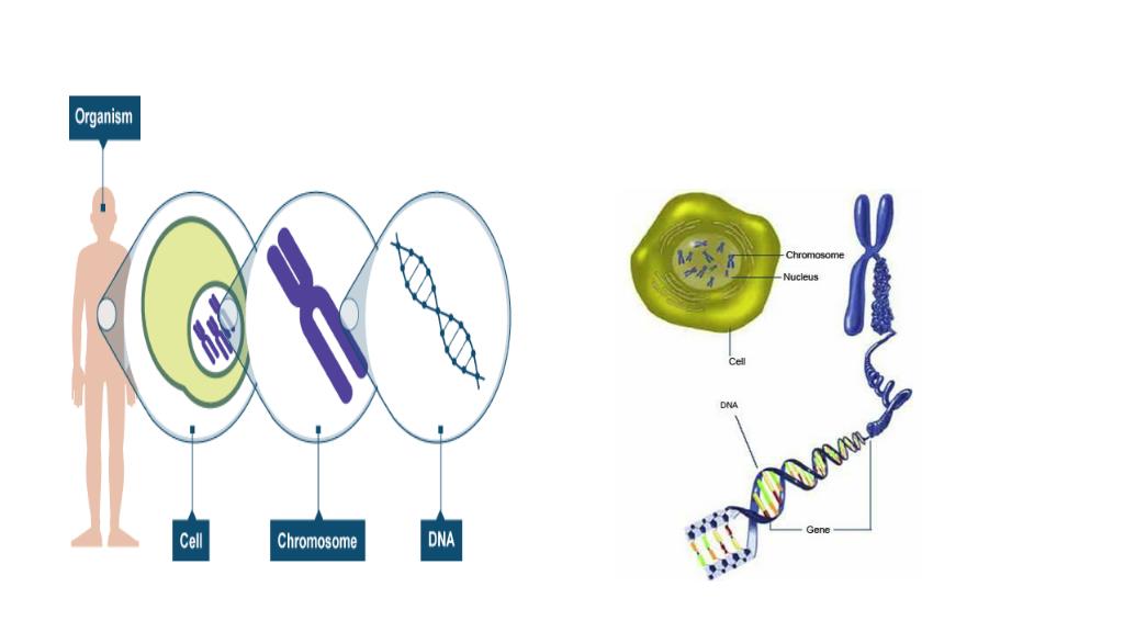PPT - DNA LADDER PowerPoint Presentation, free download - ID:6400860