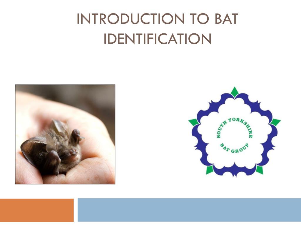 PPT - Introduction to Bat Identification PowerPoint Presentation, free ...