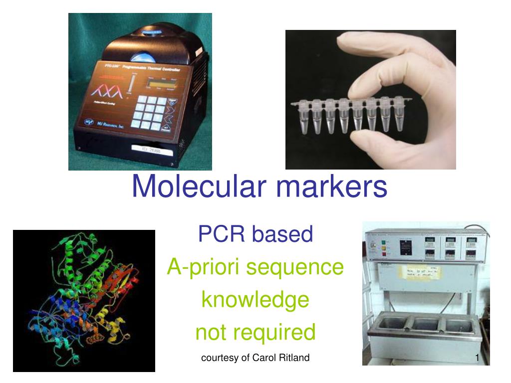 PPT - Molecular markers PowerPoint Presentation, free download - ID:6408002