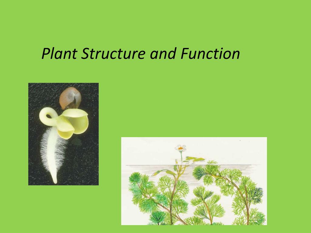 PPT - Plant Structure and Function PowerPoint Presentation, free ...