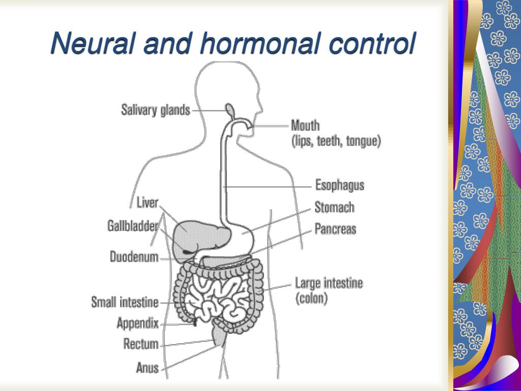 PPT - Neural and hormonal control PowerPoint Presentation, free ...