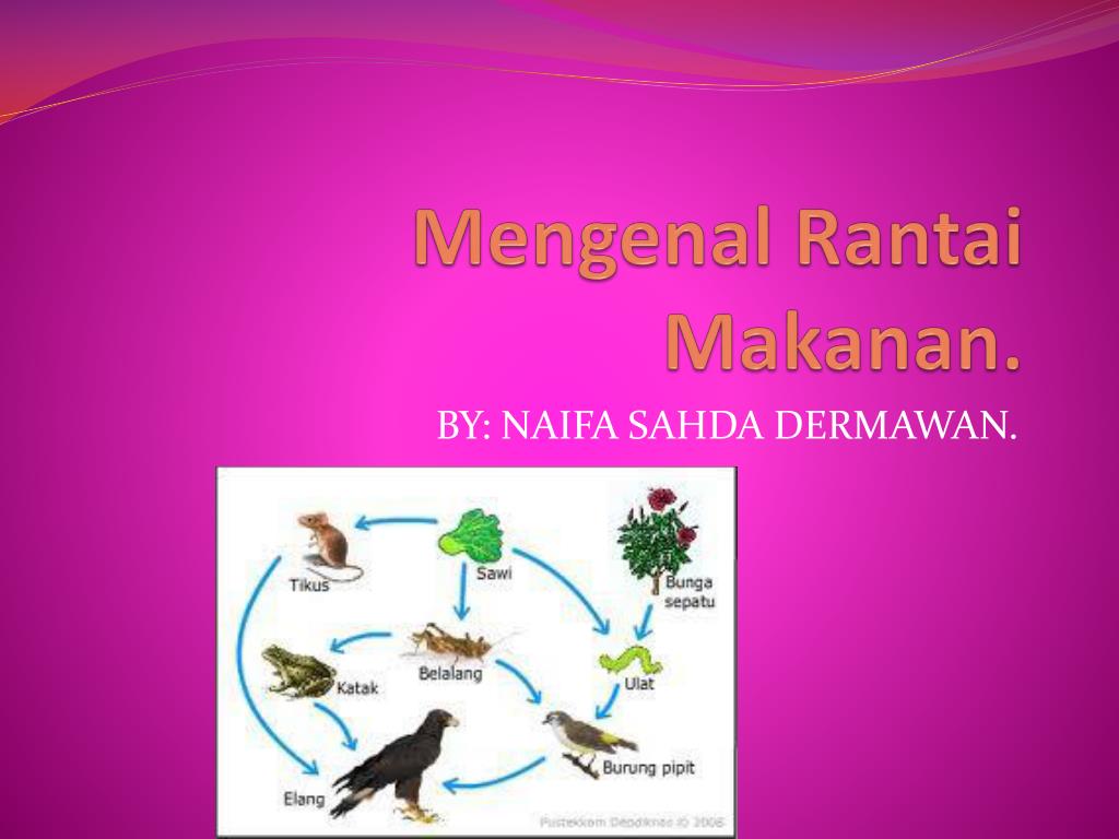PPT - Mengenal Rantai Makanan . PowerPoint Presentation, free download ...
