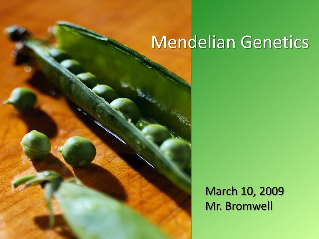 PPT - Mendelian Genetics PowerPoint Presentation, free download - ID ...