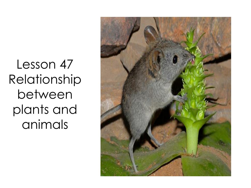 PPT - Lesson 47 Relationship between plants and animals PowerPoint ...