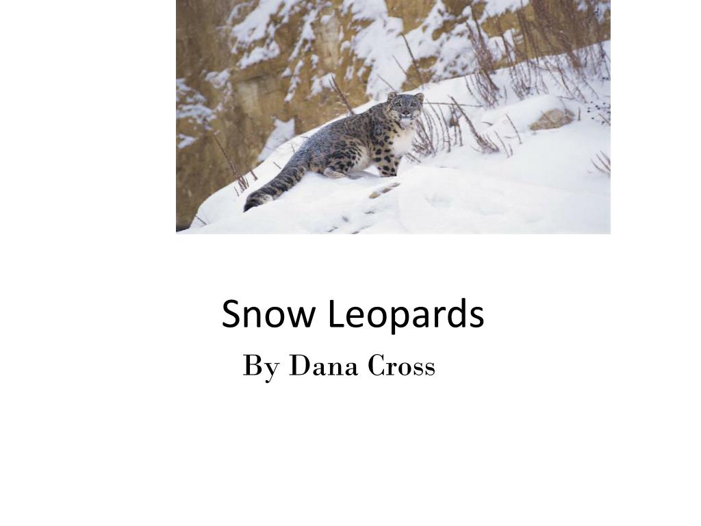 PPT - Snow Leopards PowerPoint Presentation, free download - ID:6443580