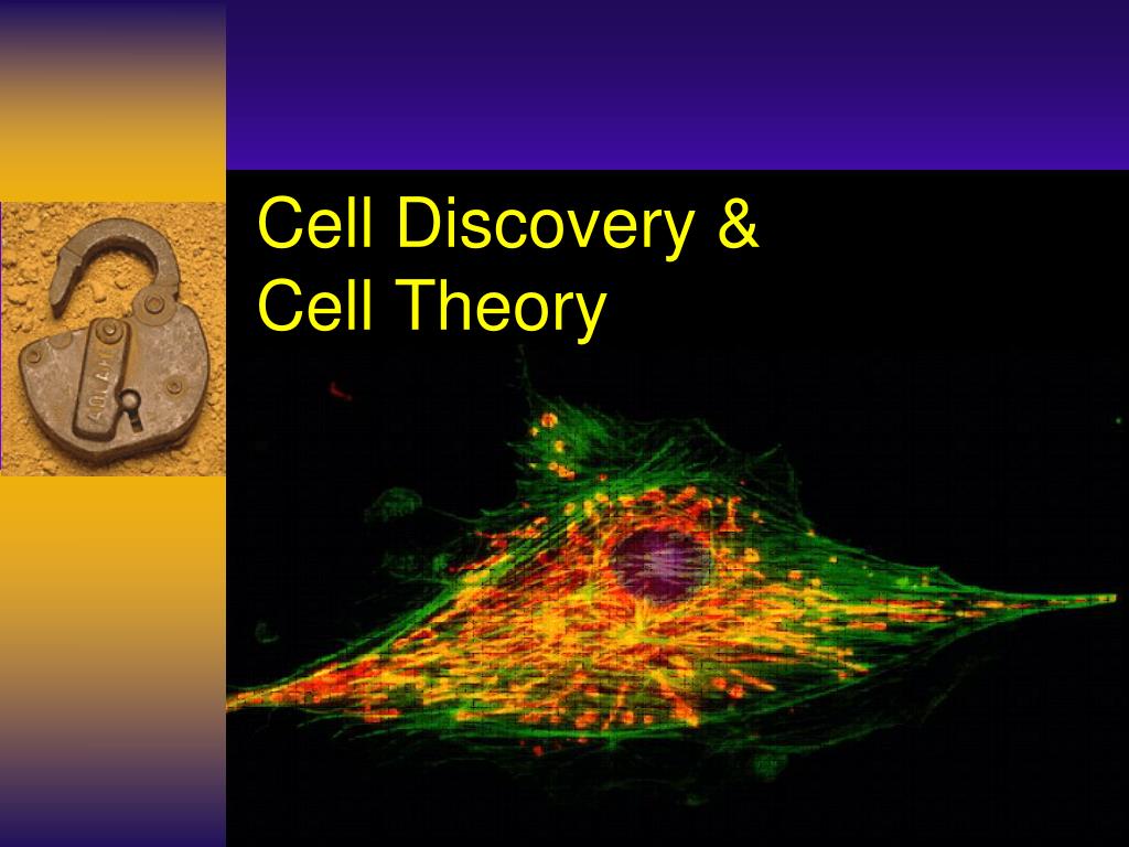 PPT - Cell Discovery & Cell Theory PowerPoint Presentation, free ...