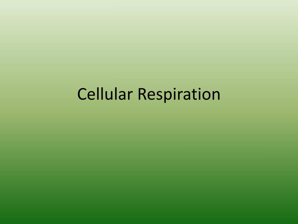 PPT - Cellular Respiration PowerPoint Presentation, free download - ID ...