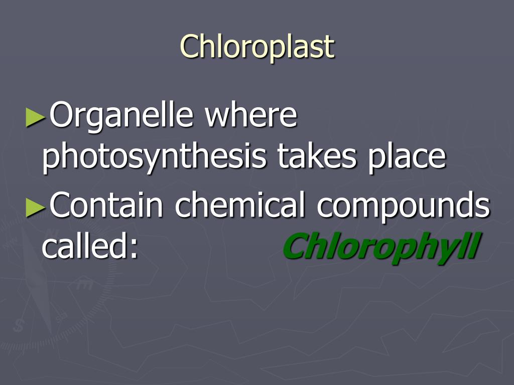PPT - Chloroplast PowerPoint Presentation, free download - ID:6483058