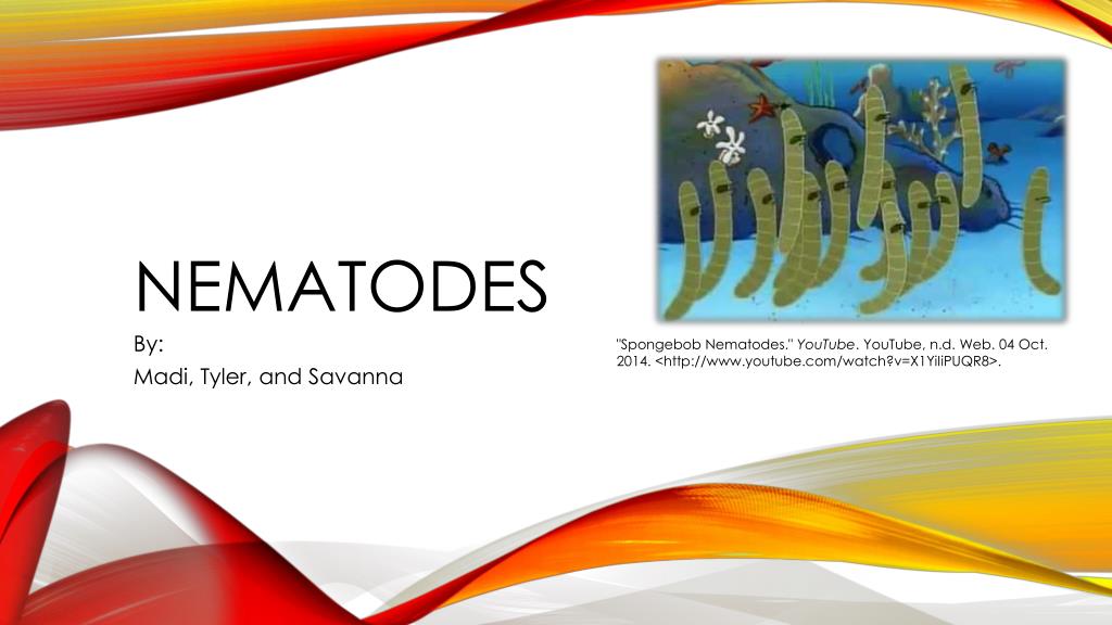 PPT - Nematodes PowerPoint Presentation, free download - ID:6486309