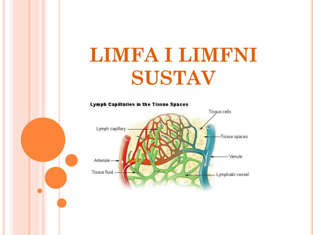 PPT - LIMFA I LIMFNI SUSTAV PowerPoint Presentation, free download - ID ...