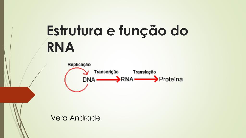 PPT - Estrutura e função do RNA PowerPoint Presentation, free download ...