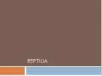 PPT - Class Reptilia PowerPoint Presentation, free download - ID:6495157