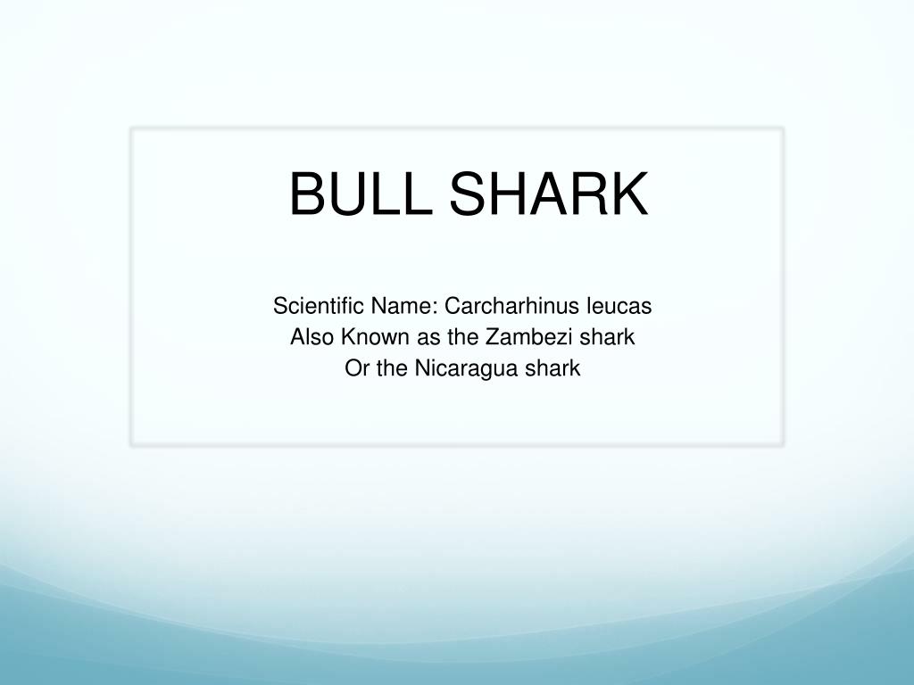 PPT - BULL SHARK PowerPoint Presentation, free download - ID:6497194