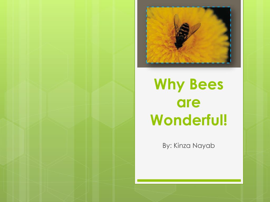 PPT - Why Bees are Wonderful! PowerPoint Presentation, free download ...
