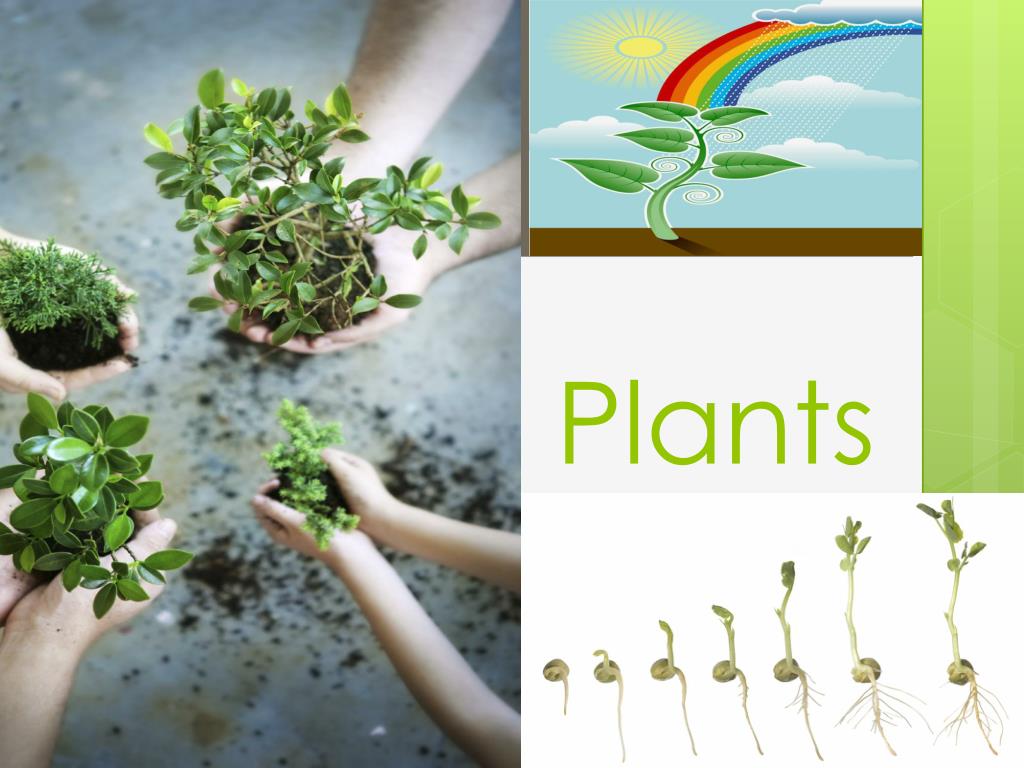PPT - Evolution of Plants: A Detailed Guide to Understanding Plant ...