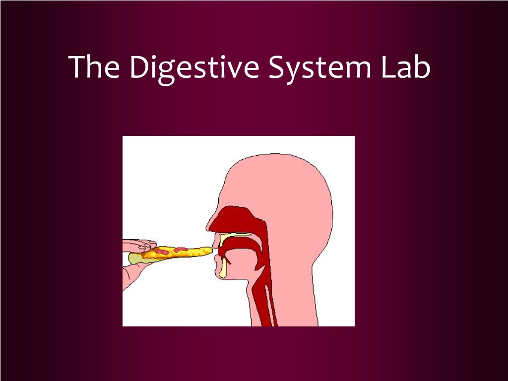 PPT - The Digestive System Lab PowerPoint Presentation, free download ...