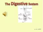 PPT - Human Digestive System PowerPoint Presentation, free download ...
