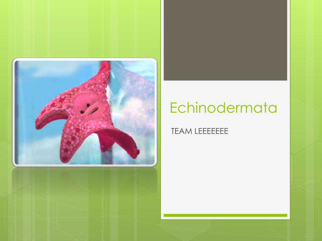 PPT - Echinodermata PowerPoint Presentation, free download - ID:6505108