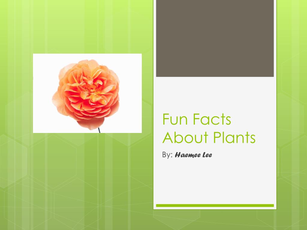 PPT - Fun Facts About Plants PowerPoint Presentation, free download ...