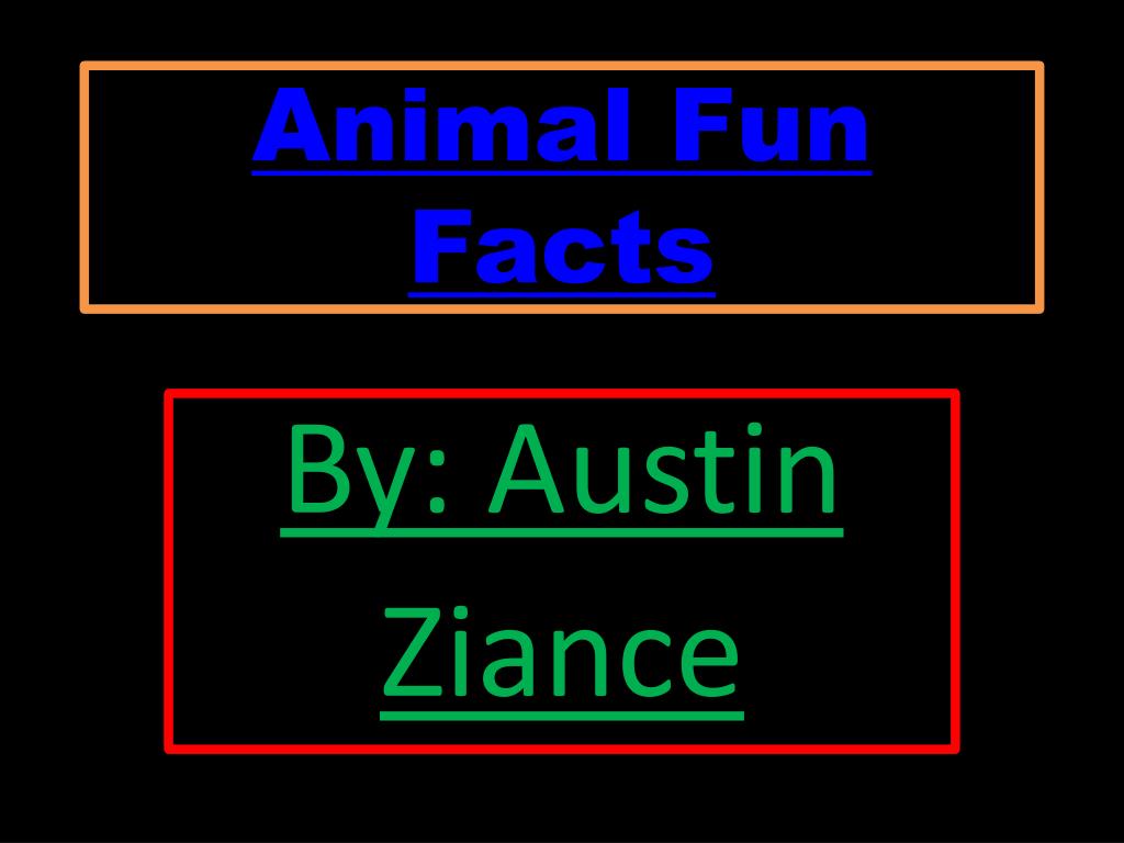 PPT - Animal Fun Facts PowerPoint Presentation, free download - ID:6512771