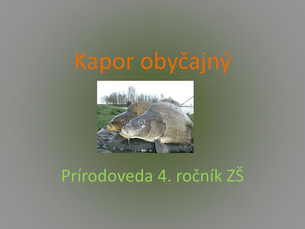 PPT - Kapor obyčajný PowerPoint Presentation, free download - ID:6517268