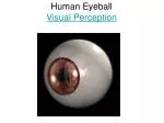 PPT - Structure of the Eyeball PowerPoint Presentation, free download ...