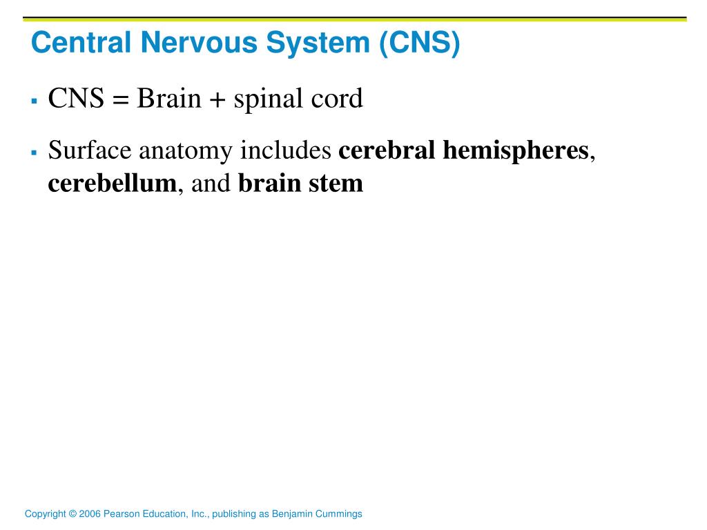 PPT - Central Nervous System (CNS) PowerPoint Presentation, free ...