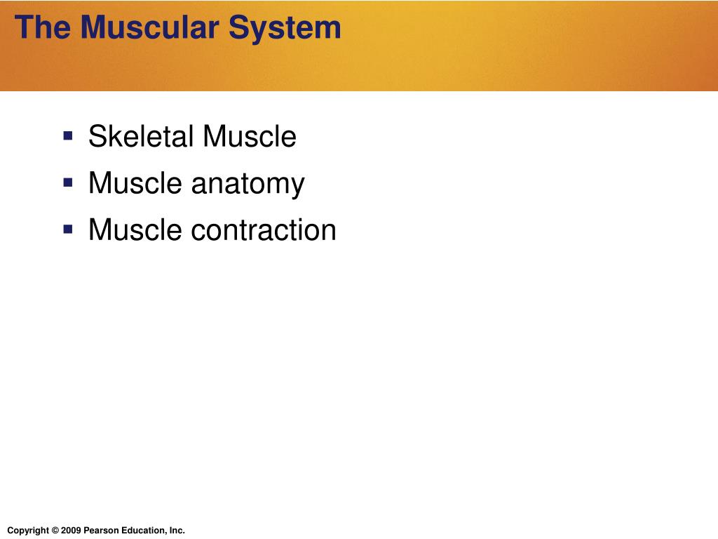 PPT - Understanding the Muscular System: Anatomy and Contraction ...