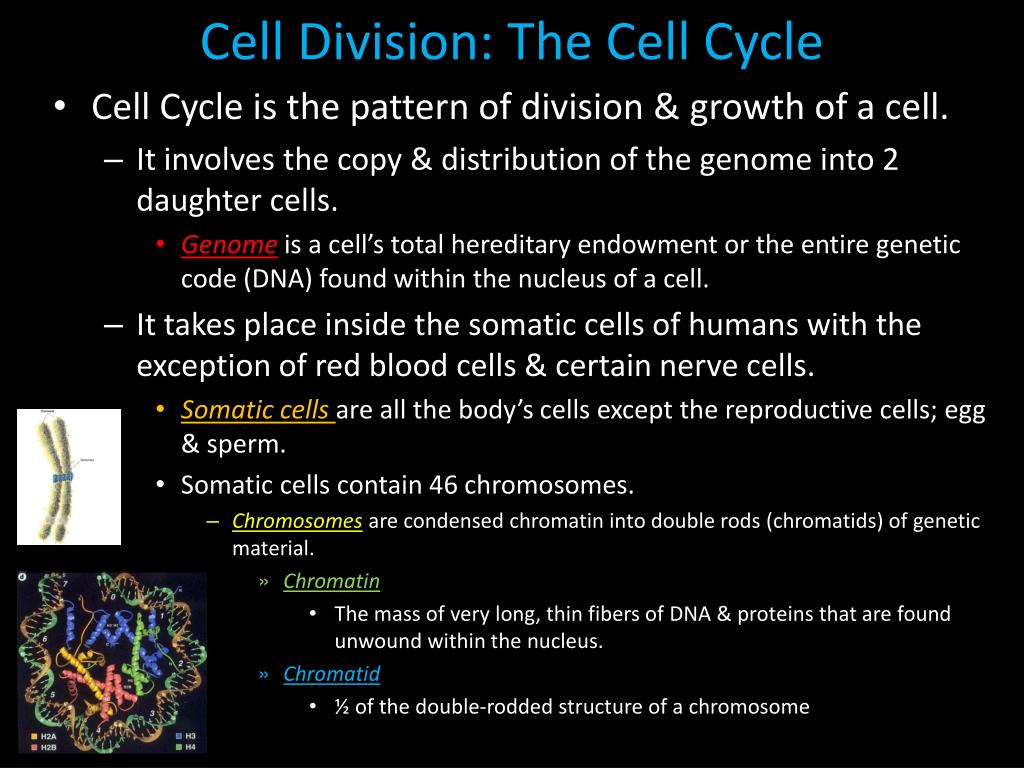 PPT - Cell Division: The Cell Cycle PowerPoint Presentation, free ...
