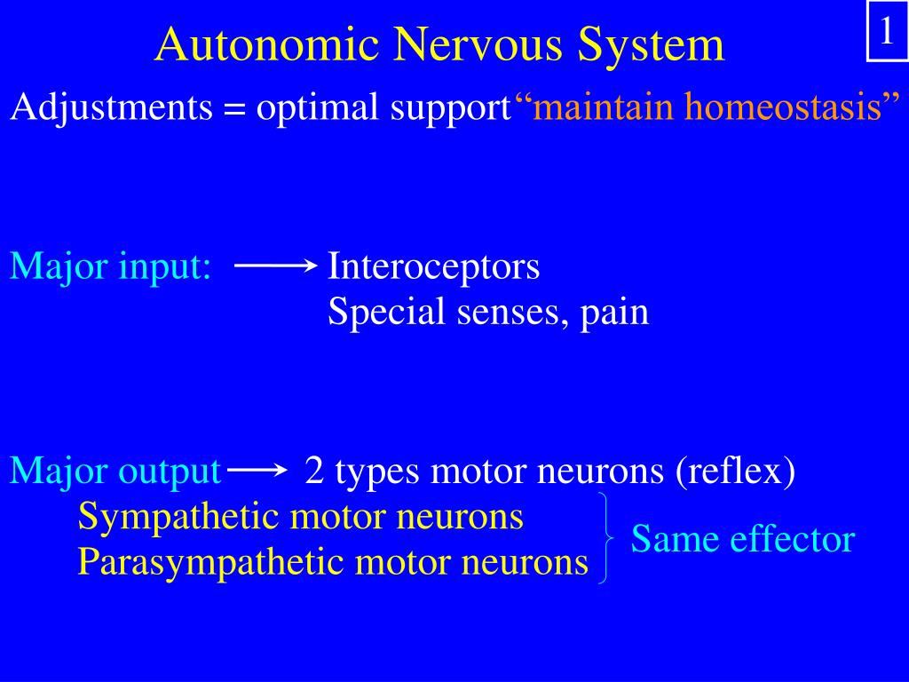 PPT - Autonomic Nervous System PowerPoint Presentation, free download ...