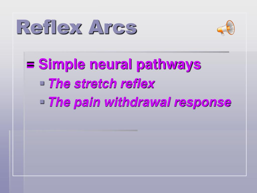 PPT - Reflex Arcs PowerPoint Presentation, free download - ID:6526985