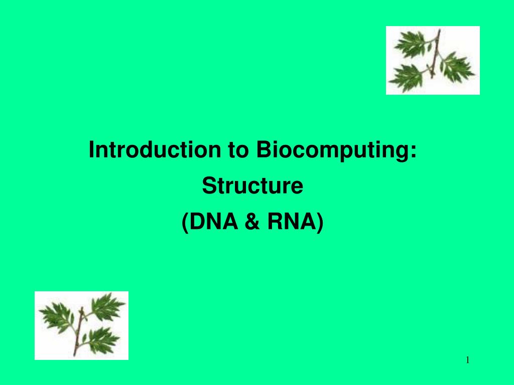 PPT - Introduction to Biocomputing: Structure (DNA & RNA) PowerPoint ...