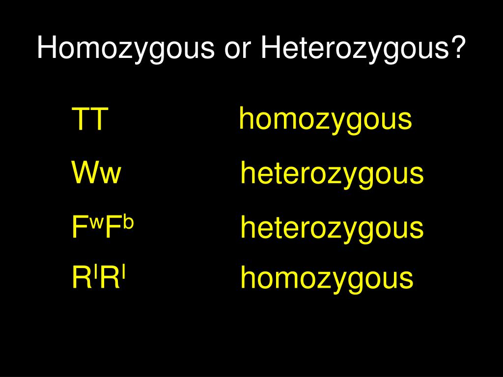 PPT - Homozygous or Heterozygous? PowerPoint Presentation, free ...