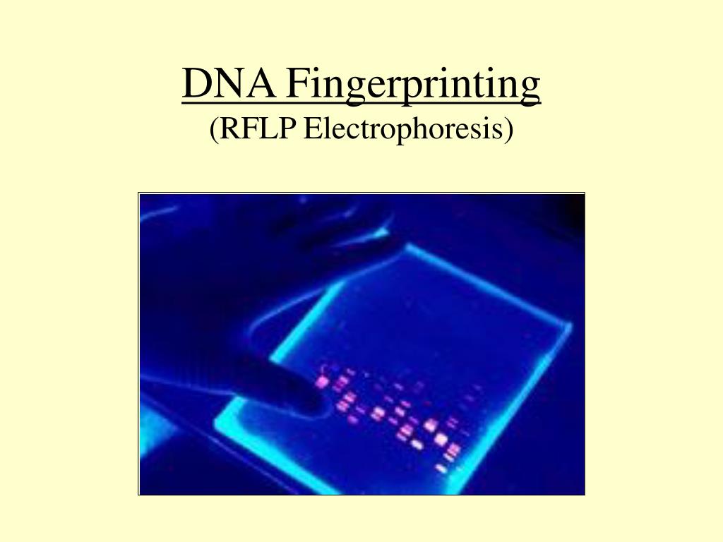 PPT - DNA Fingerprinting (RFLP Electrophoresis) PowerPoint Presentation ...
