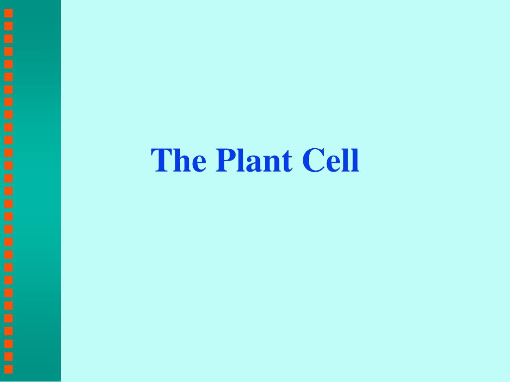 PPT - The Plant Cell PowerPoint Presentation, free download - ID:6531506