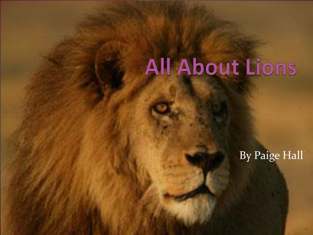 PPT - All About Lions PowerPoint Presentation, free download - ID:6532519