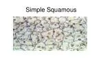 PPT - Simple squamous epithelium PowerPoint Presentation, free download ...