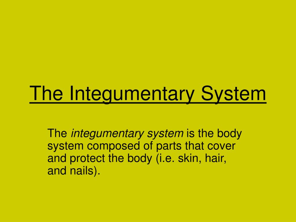 PPT - The Integumentary System PowerPoint Presentation, free download ...