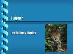 PPT - Jaguar PowerPoint Presentation, free download - ID:2729055