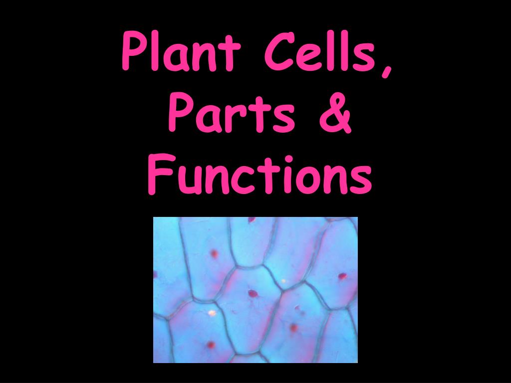 PPT - Plant Cells, Parts & Functions PowerPoint Presentation, free ...